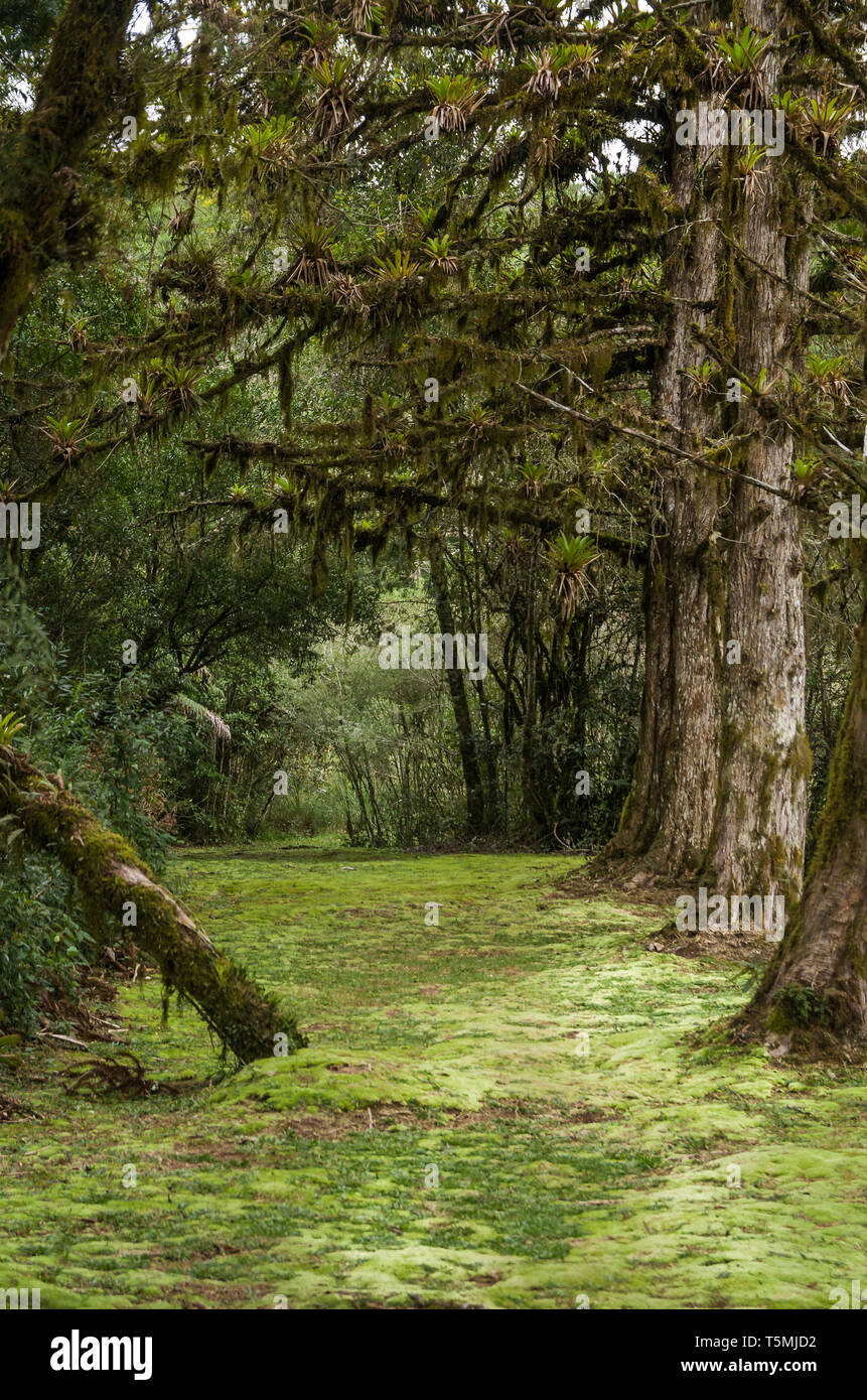 Mystical green forest of Brazil, mossy ground Stock Photo - Alamy
