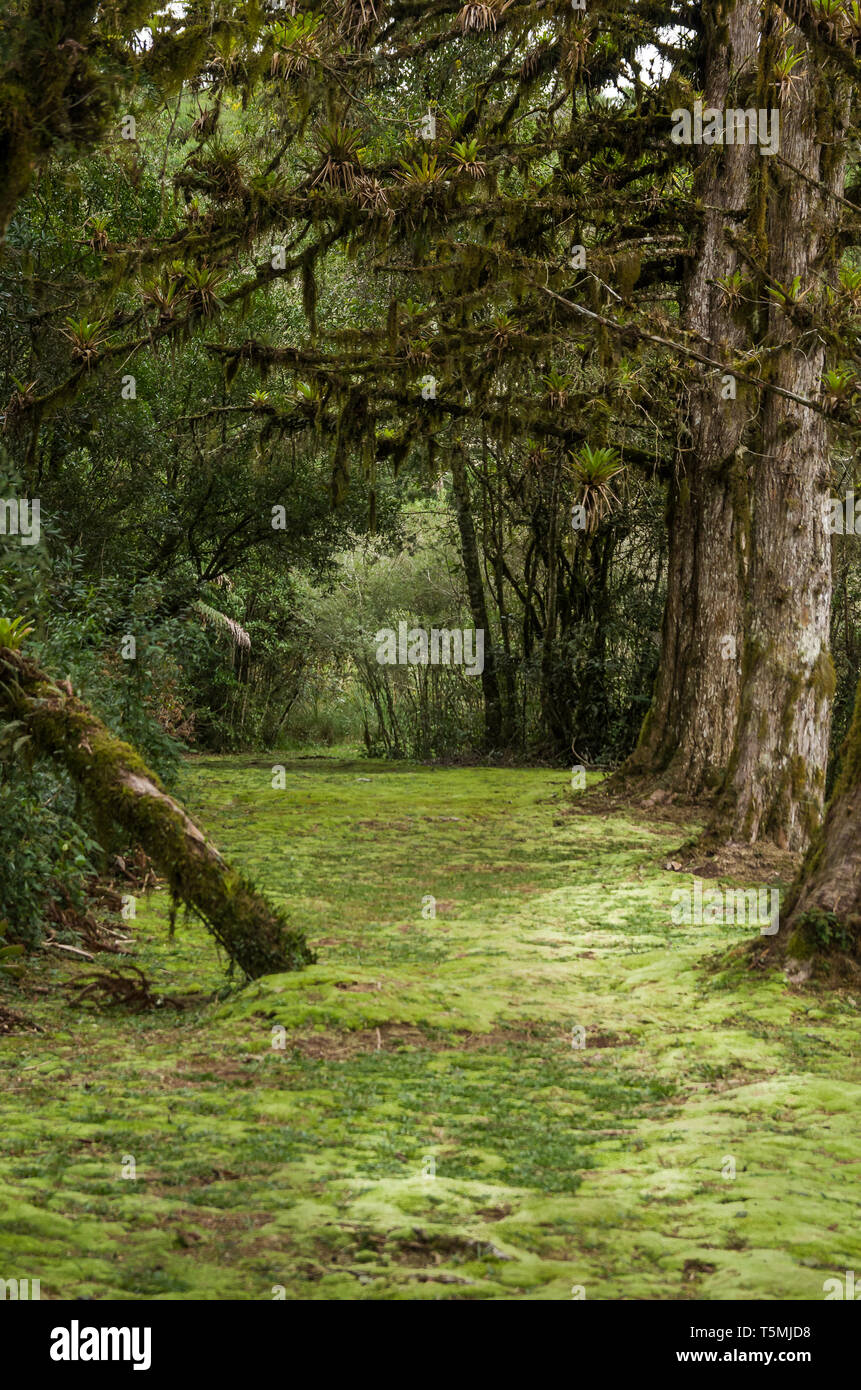 Mystical green forest of Brazil, mossy ground Stock Photo - Alamy