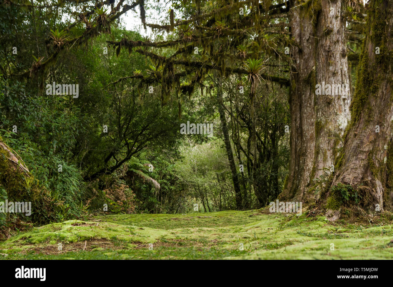 Mystical green forest of Brazil, mossy ground Stock Photo - Alamy