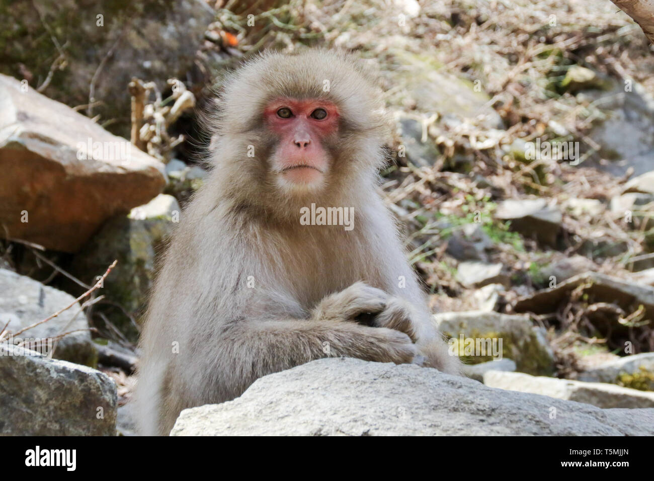Jigoku-dani Snow Monkey Park, Japan Alps, Japan Stock Photo - Alamy