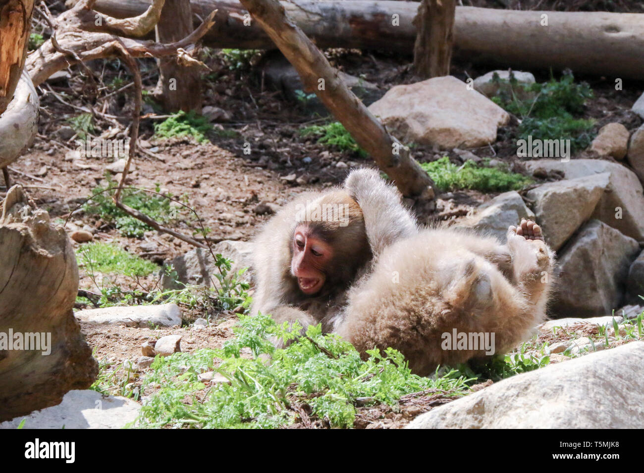 Jigoku-dani Snow Monkey Park, Japan Alps, Japan Stock Photo - Alamy