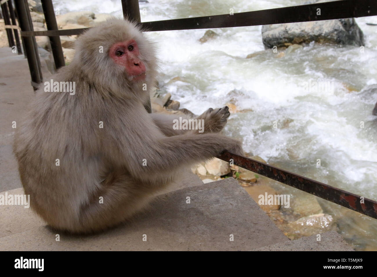 Jigoku-dani Snow Monkey Park, Japan Alps, Japan Stock Photo - Alamy