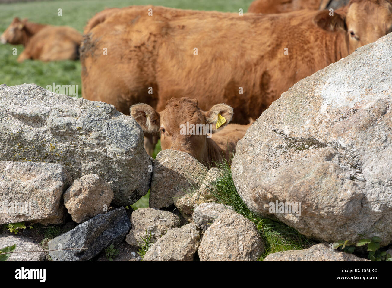 Cows looking over gate hi-res stock photography and images - Alamy