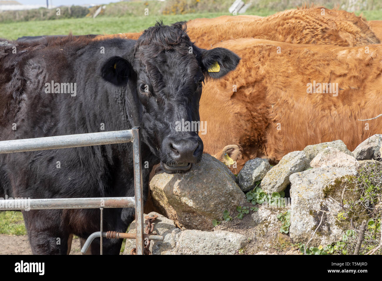 Black cow looking over dry stone wall Stock Photo - Alamy