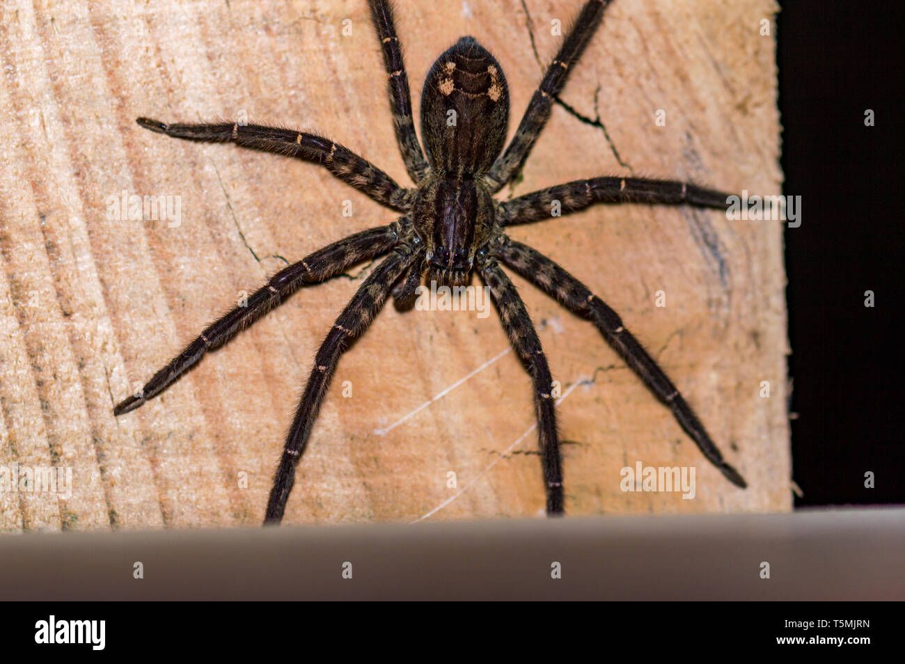 Tiger Wandering Spider, Cupiennius salei, closeup with copy space Stock ...