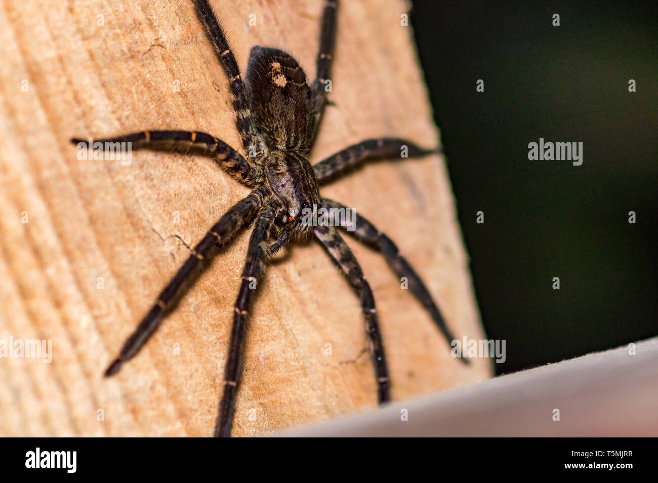 A female adult Tiger Wandering Spider, Cupiennius salei, also known as ...