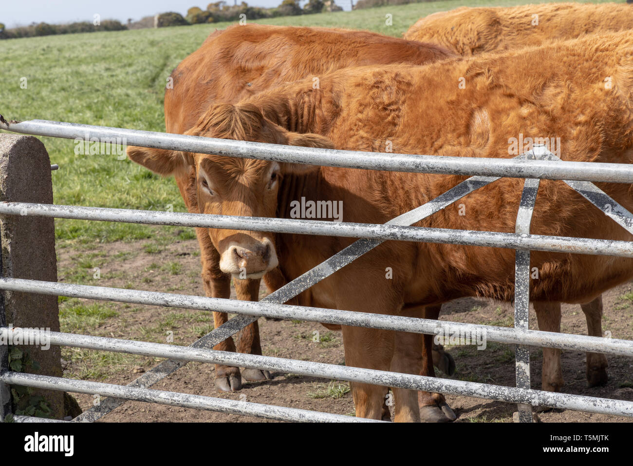 Metal five bar gate hi-res stock photography and images - Alamy