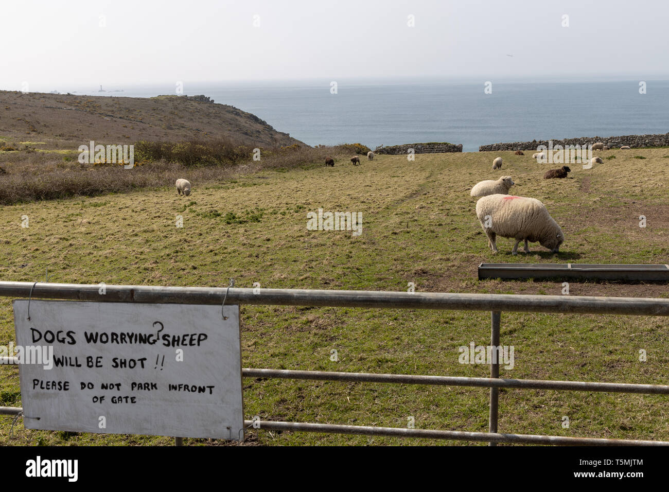 Dogs Worrying Sheep Will Be Shot High Resolution Stock Photography and ...