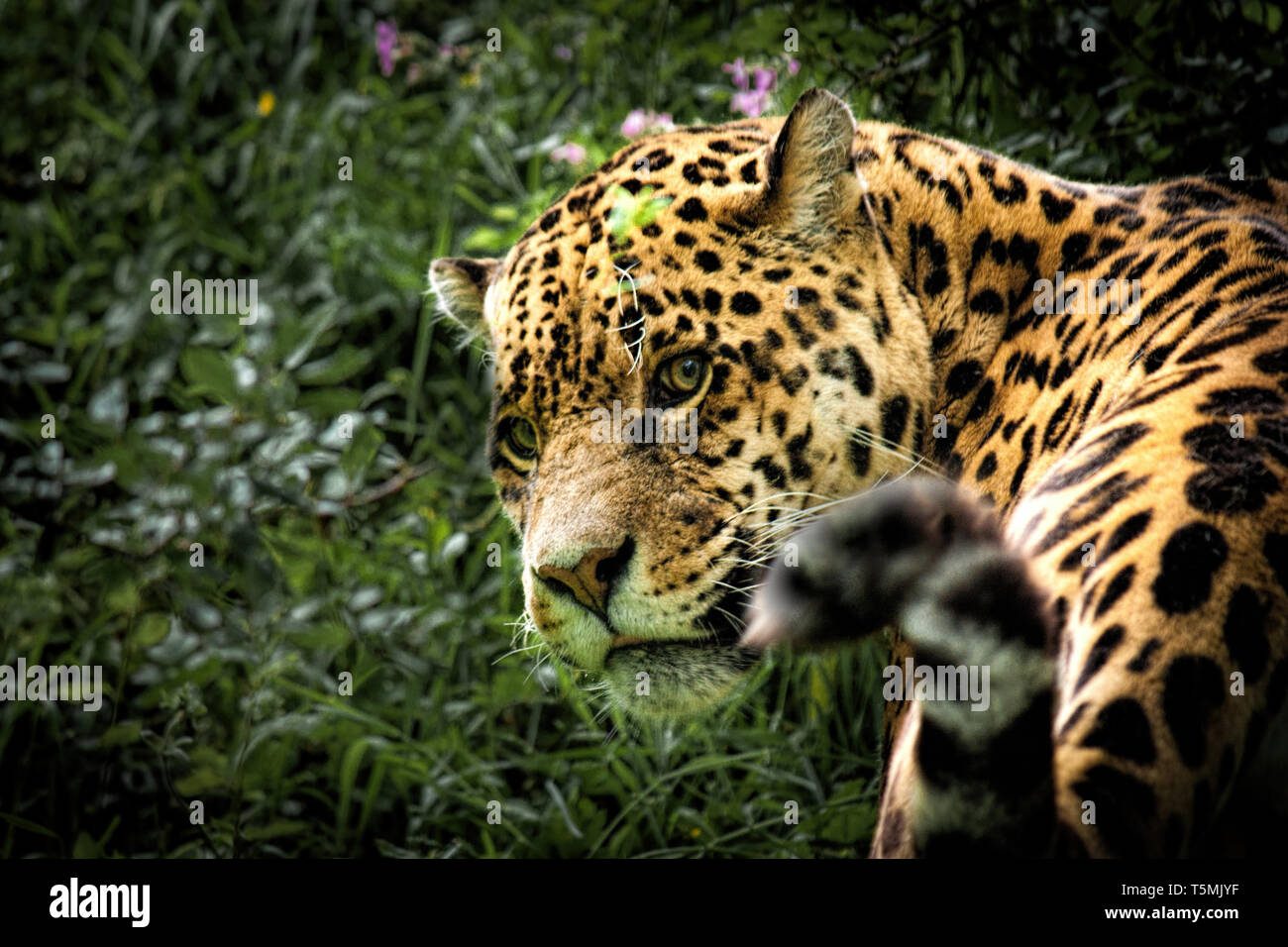 Jaguar Big Cat Looking at camera Stock Photo - Alamy