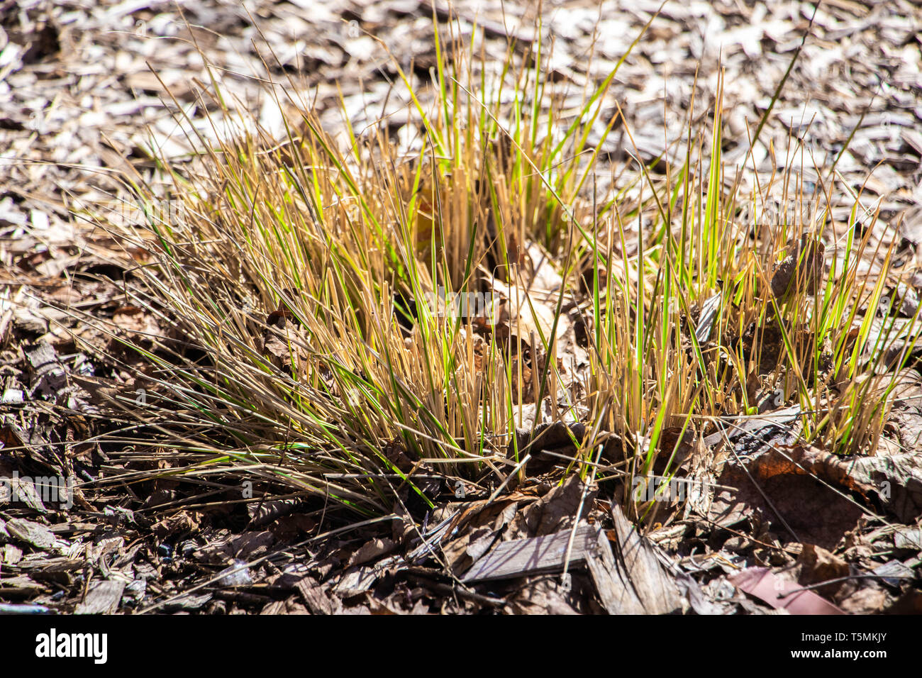 Bushy Grass Near Chipped Wood Stock Photo - Alamy