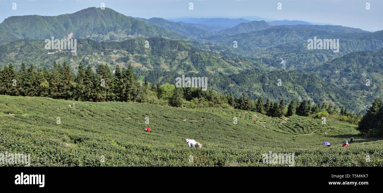 Tea plantations high in the mountains in Guizhou province in China ...