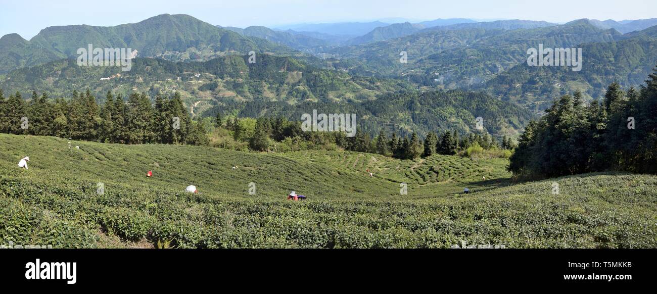 Tea plantations high in the mountains in Guizhou province in China ...