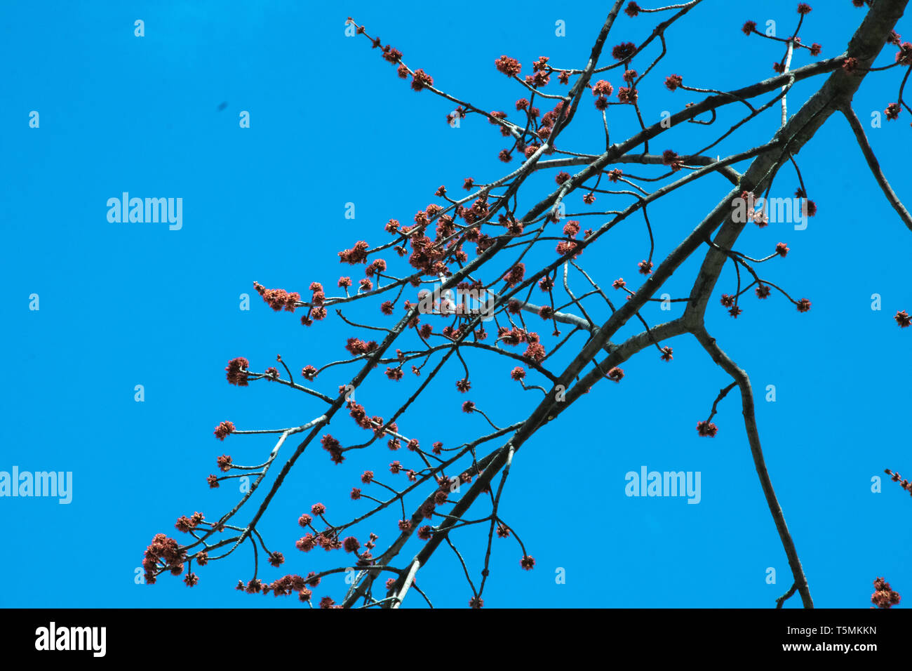 Red flower tree hi-res stock photography and images - Alamy