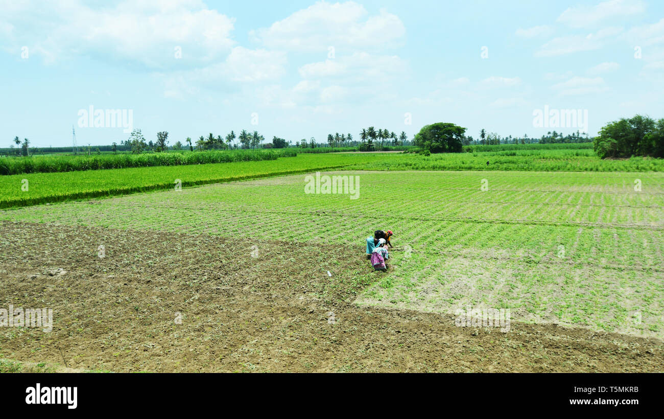 Rice fields india hi-res stock photography and images - Alamy