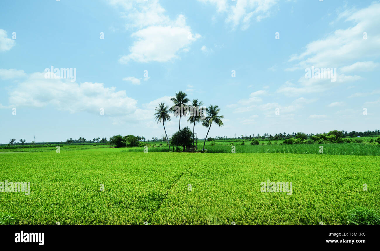 Vast paddy fields in Tamil Nadu, India Stock Photo - Alamy