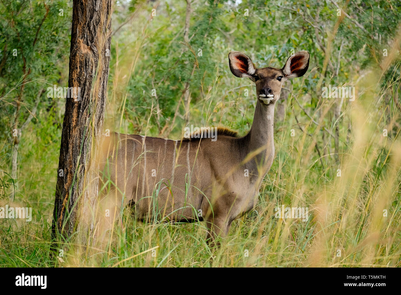 Portrait of female kudu hi-res stock photography and images - Alamy