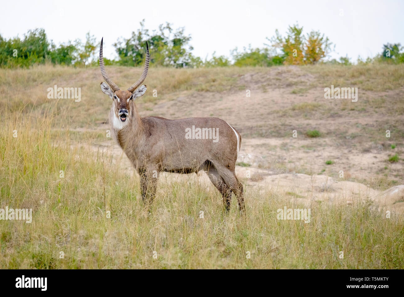 African male waterbuck showing off Stock Photo - Alamy