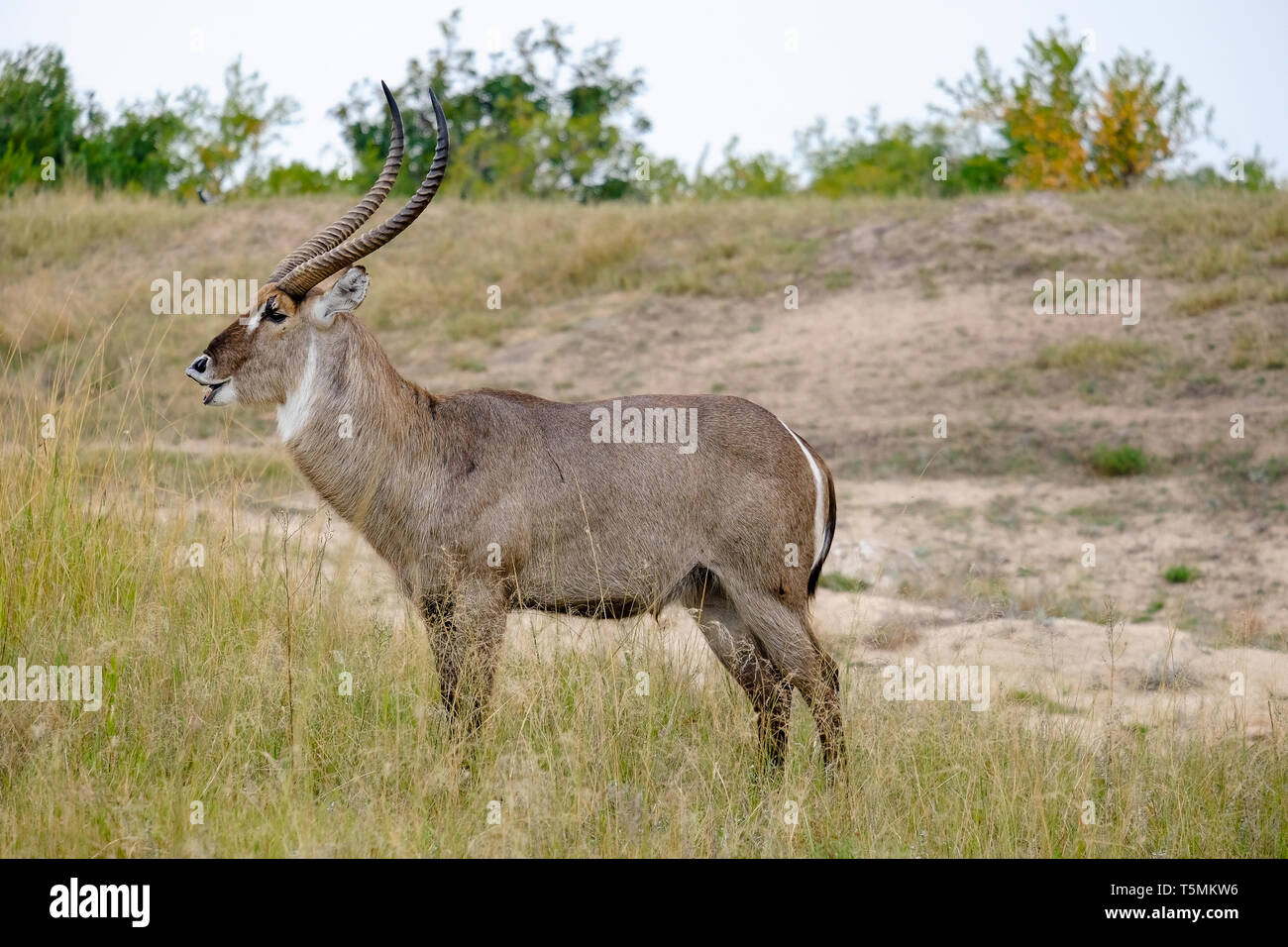 Big male waterbuck standing hi-res stock photography and images - Alamy