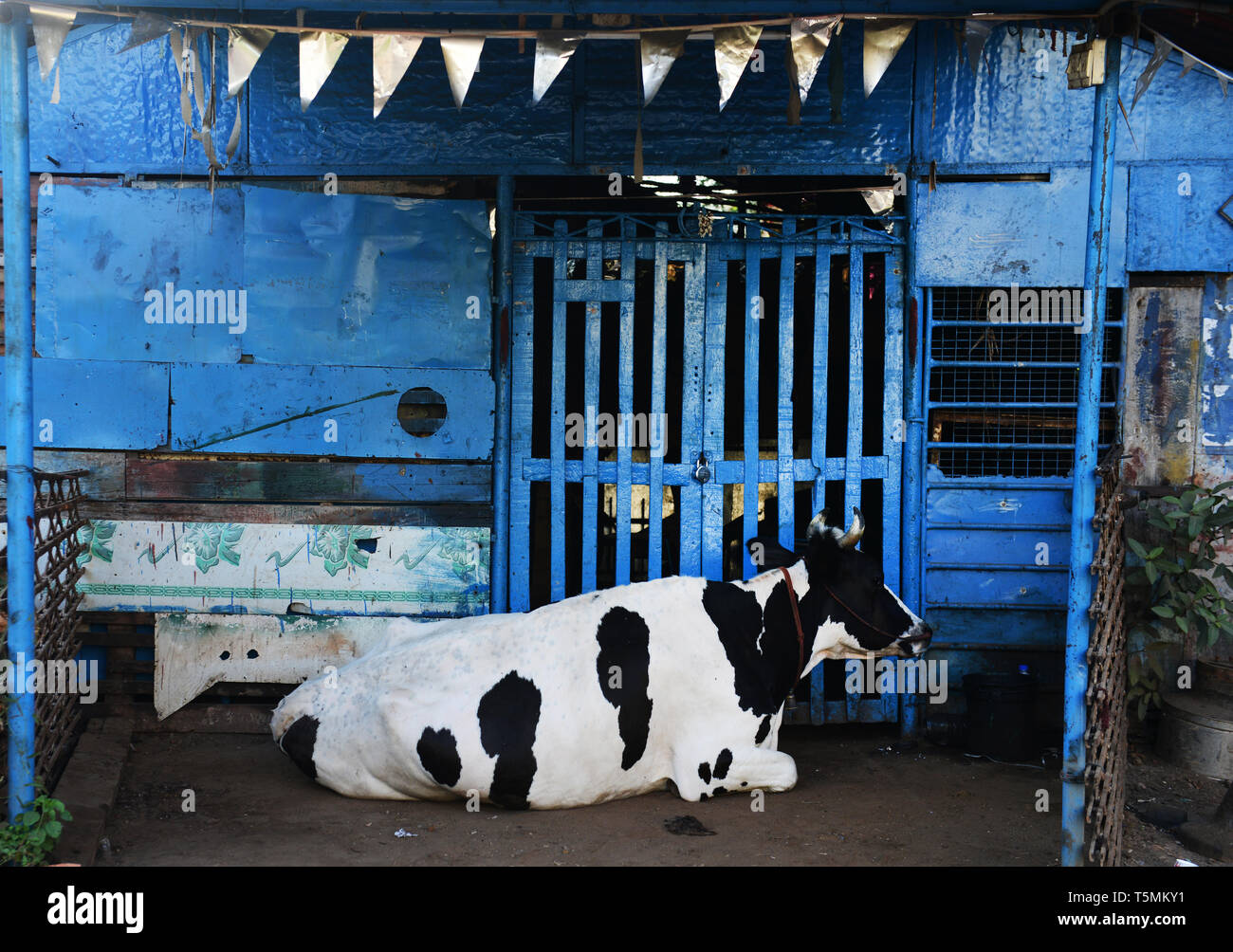 An Indian cow sitting by a blue house Stock Photo - Alamy
