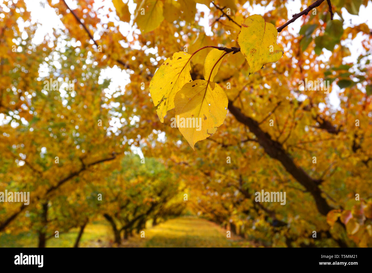Amazing gorgeous yellow orange apple trees orchard changing color ...
