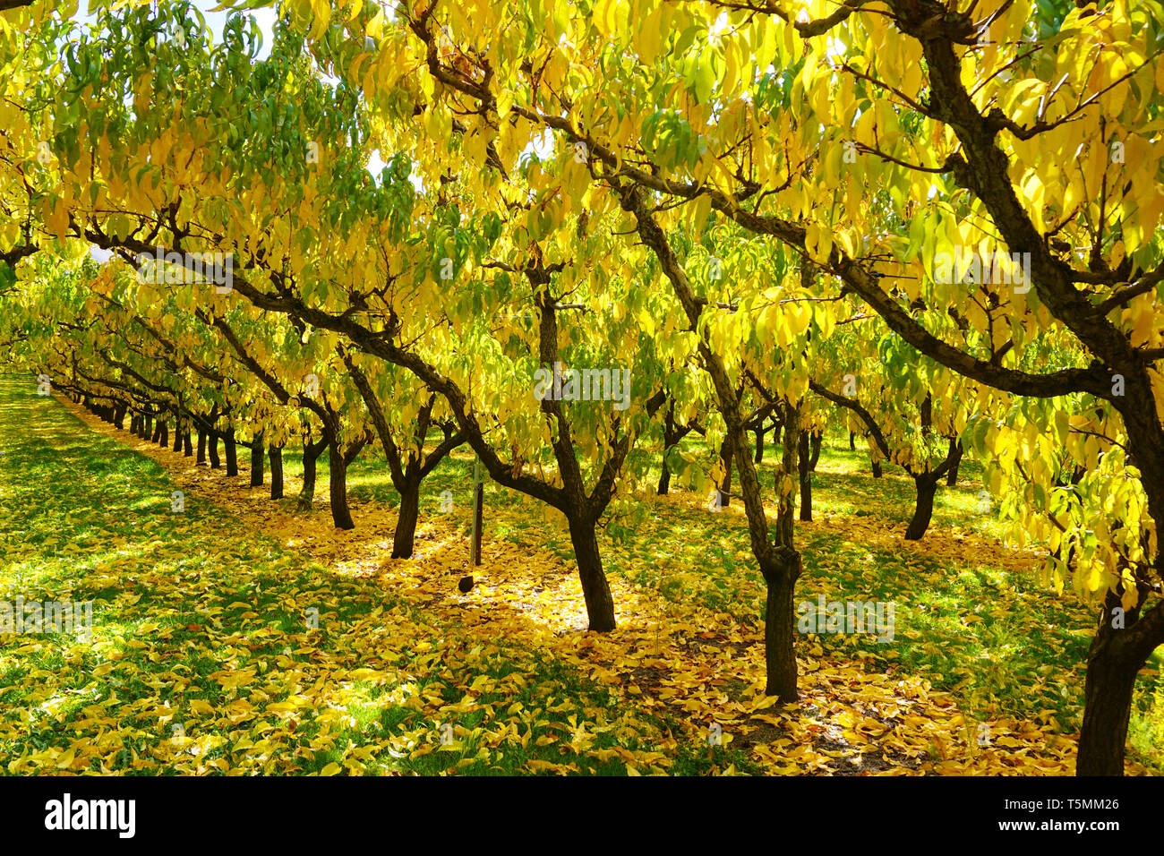 Amazing gorgeous yellow orange apple trees orchard changing color ...