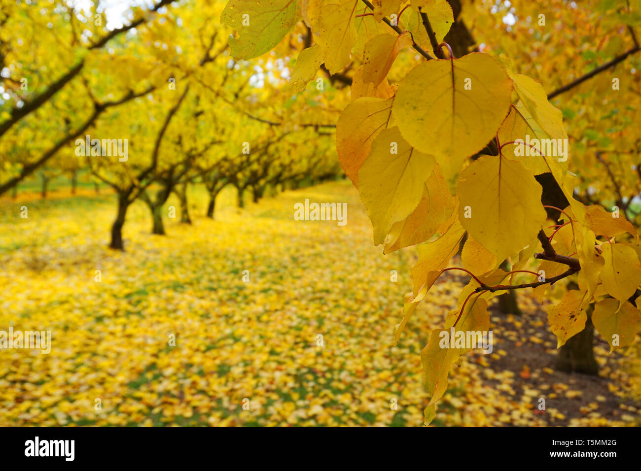 Amazing gorgeous yellow orange apple trees orchard changing color ...
