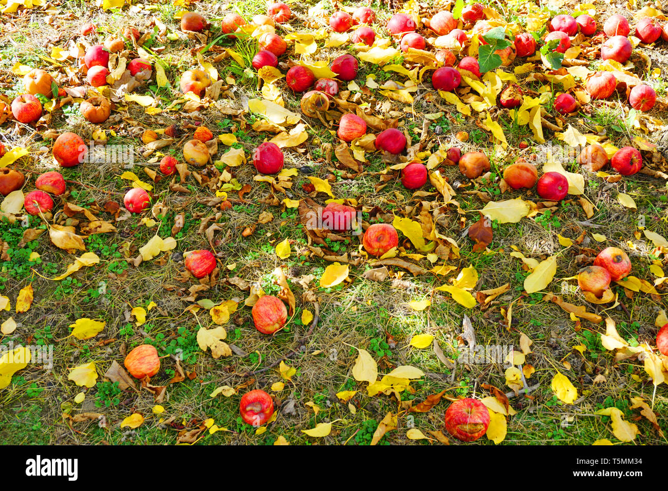 Apple falling down on ground with yellow red leaves orchard in autumn ...