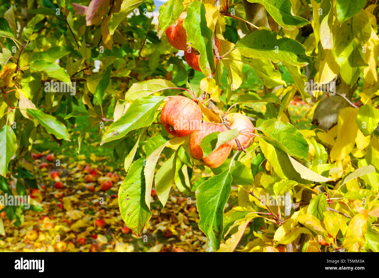 Apple falling down on ground with yellow red leaves orchard in autumn ...