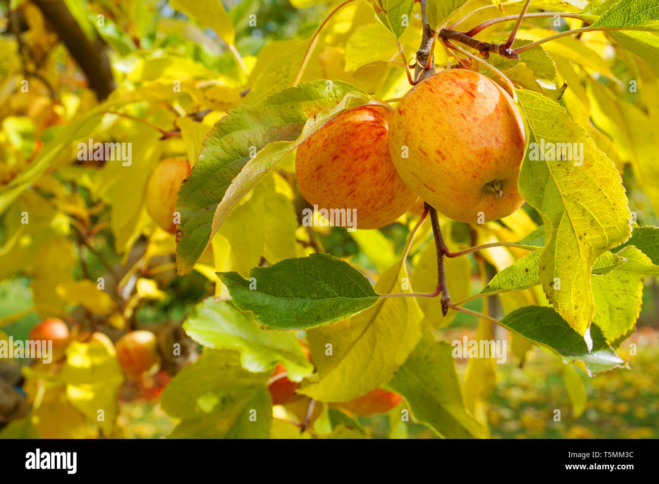 Apple falling down on ground with yellow red leaves orchard in autumn ...