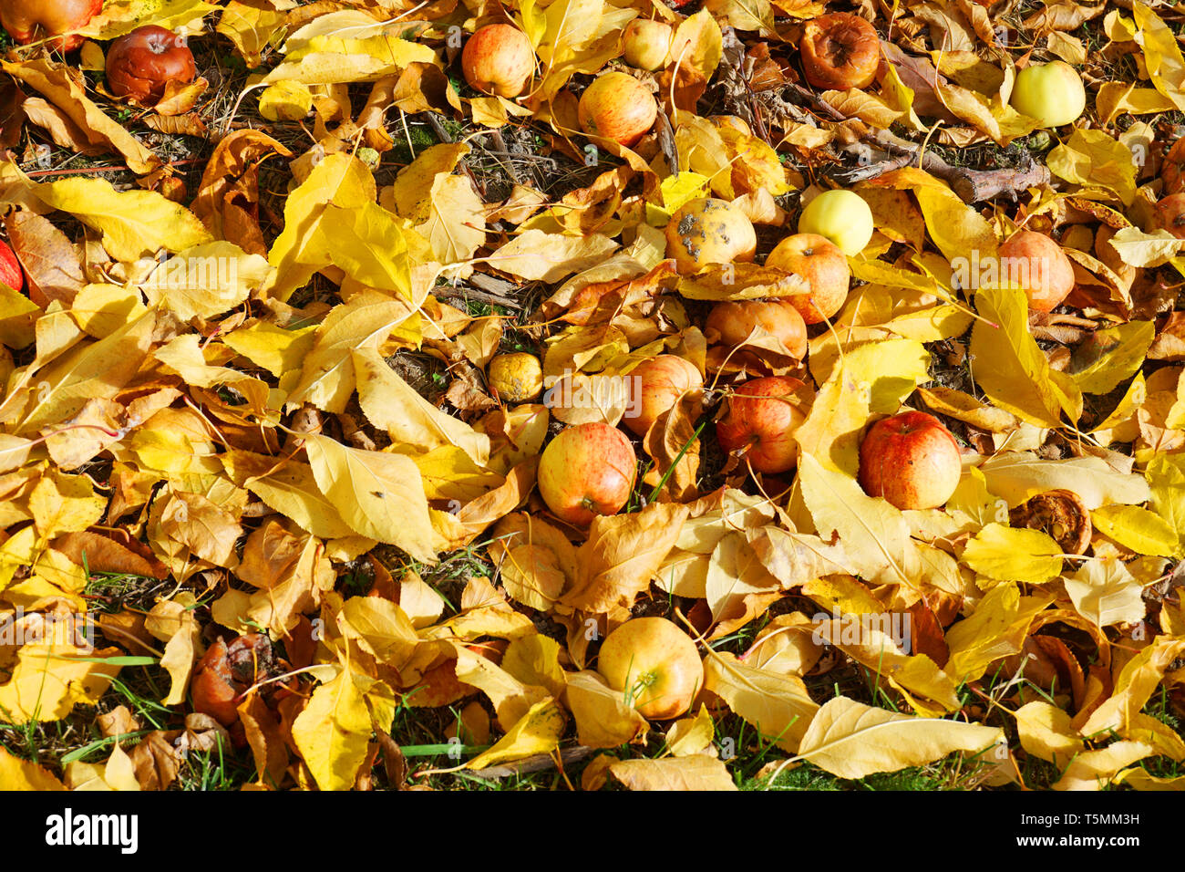 Red Delicious Apple Falling High Resolution Stock Photography and ...