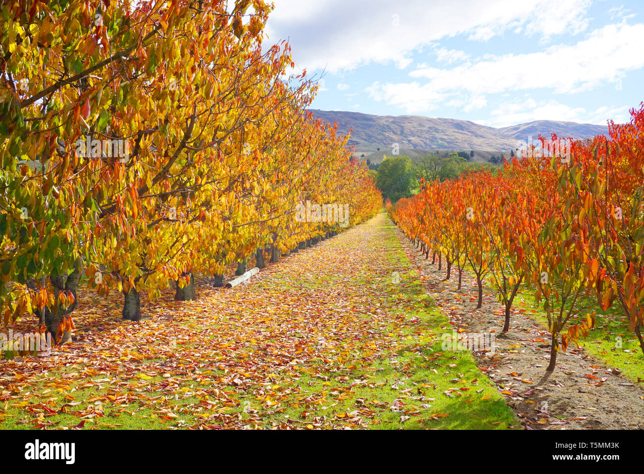 Amazing gorgeous yellow orange apple trees orchard changing color ...