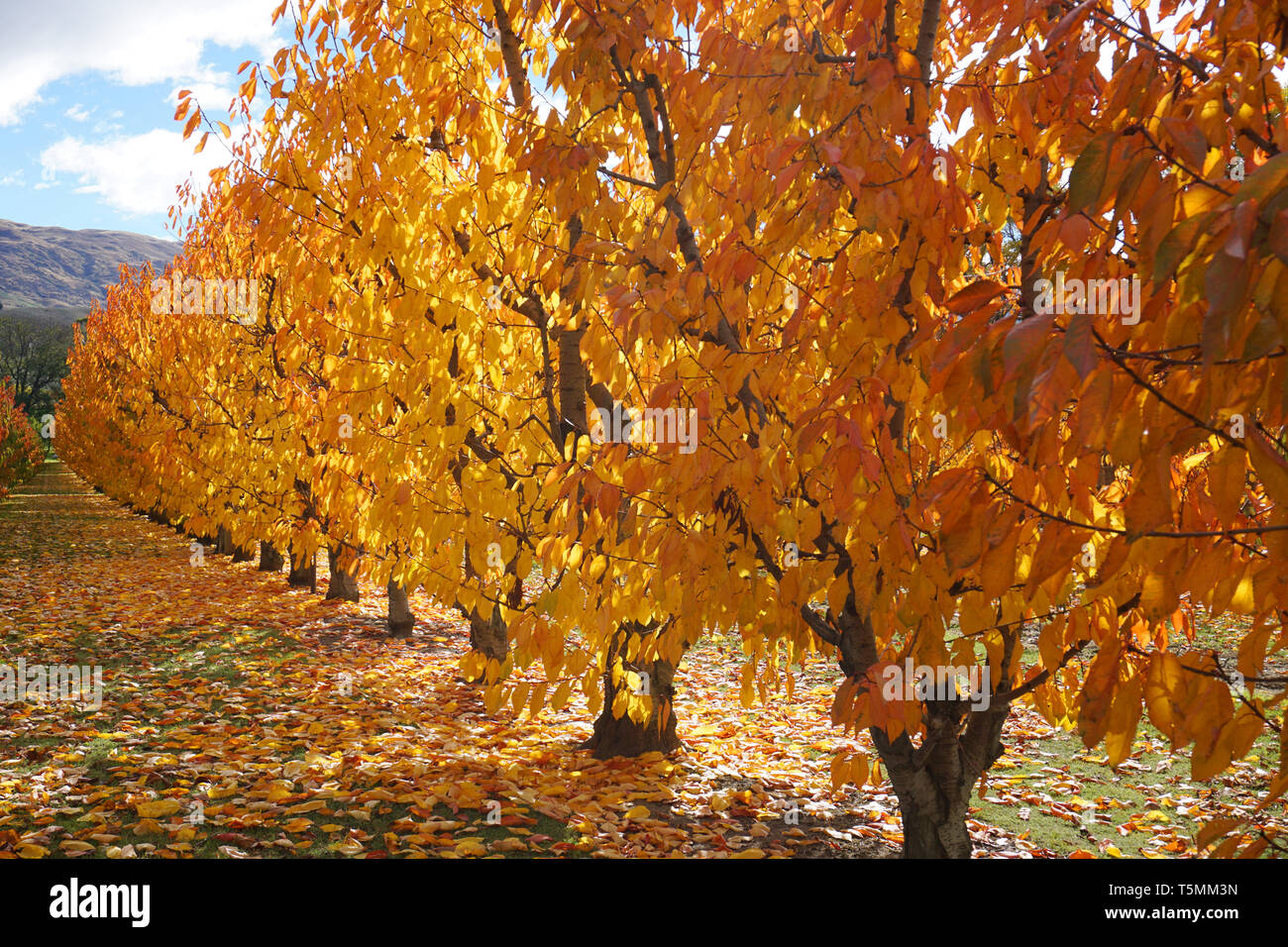The Apple Tree Gorgeous
