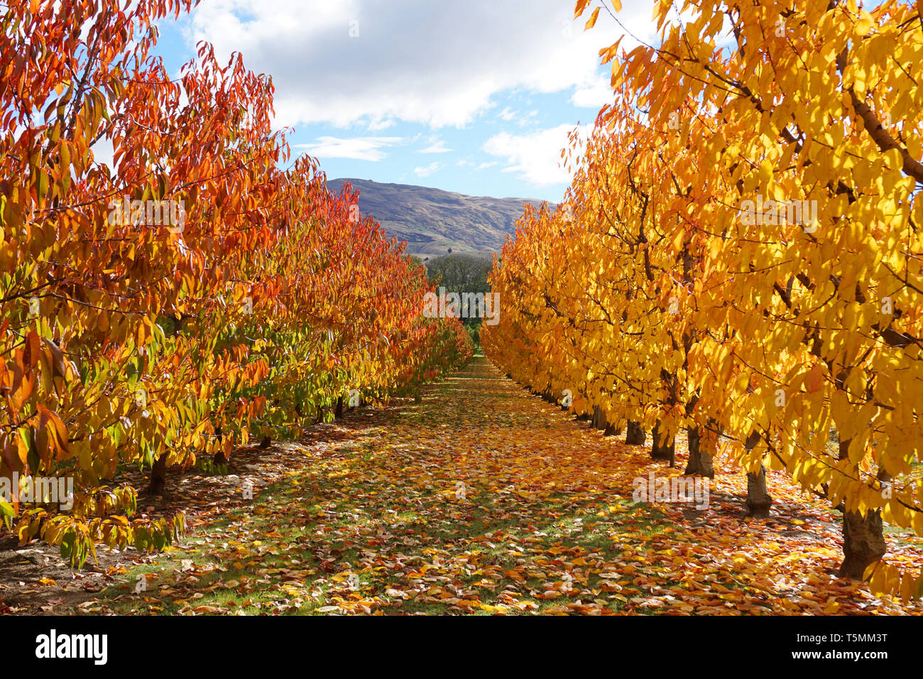 Amazing gorgeous yellow orange apple trees orchard changing color ...