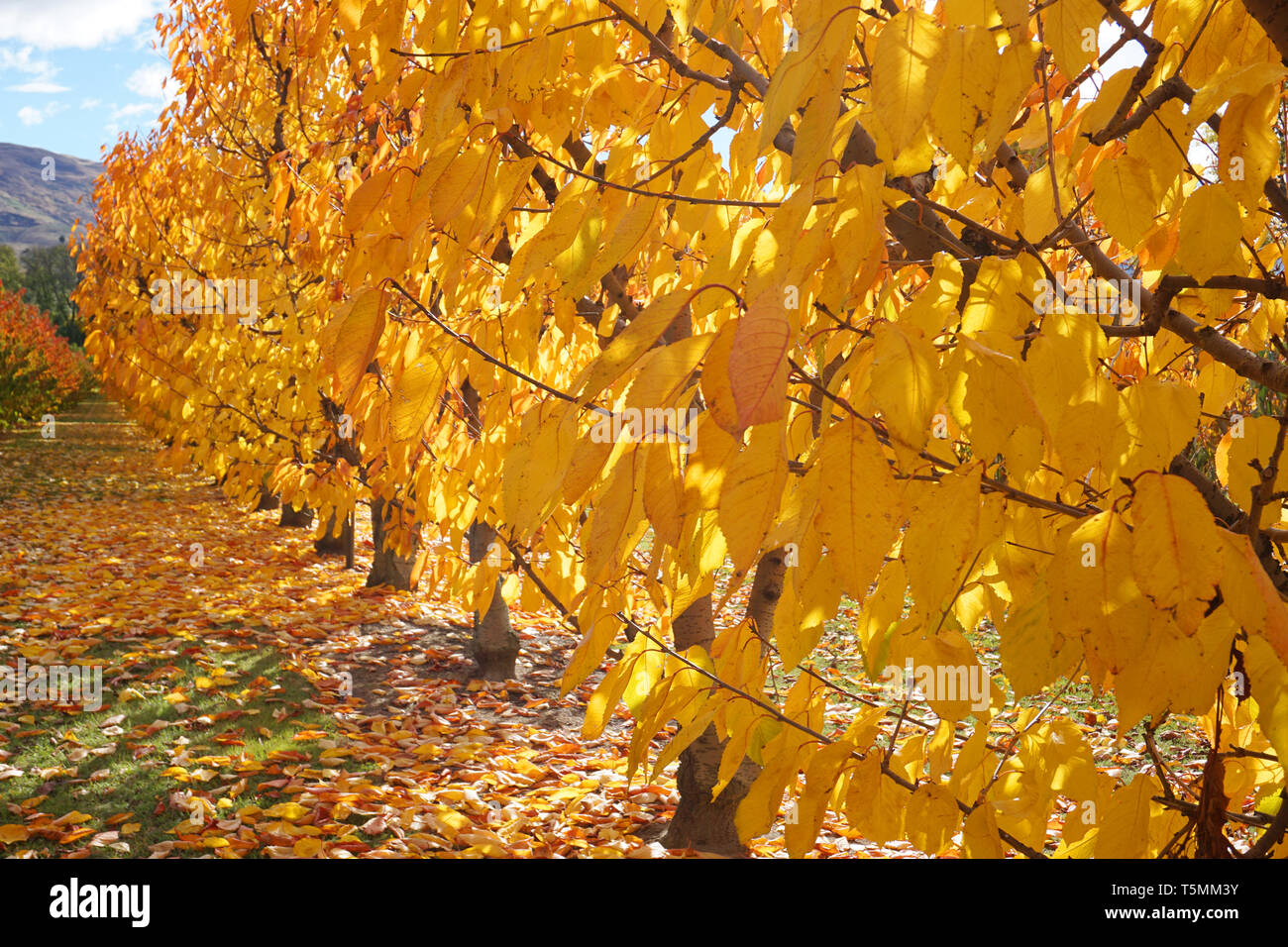Amazing gorgeous yellow orange apple trees orchard changing color ...