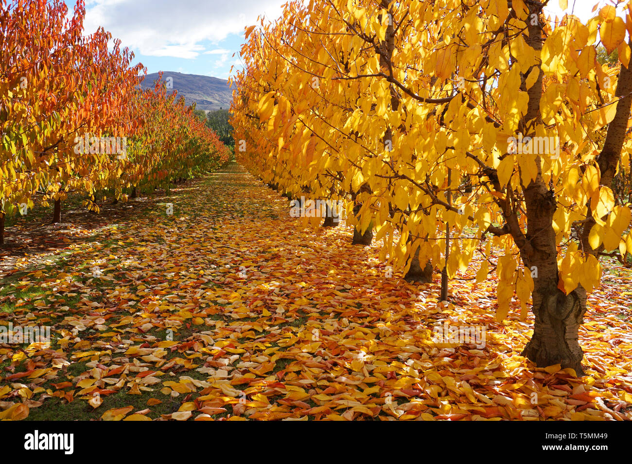 Apple trees with changing leaves hi-res stock photography and images ...