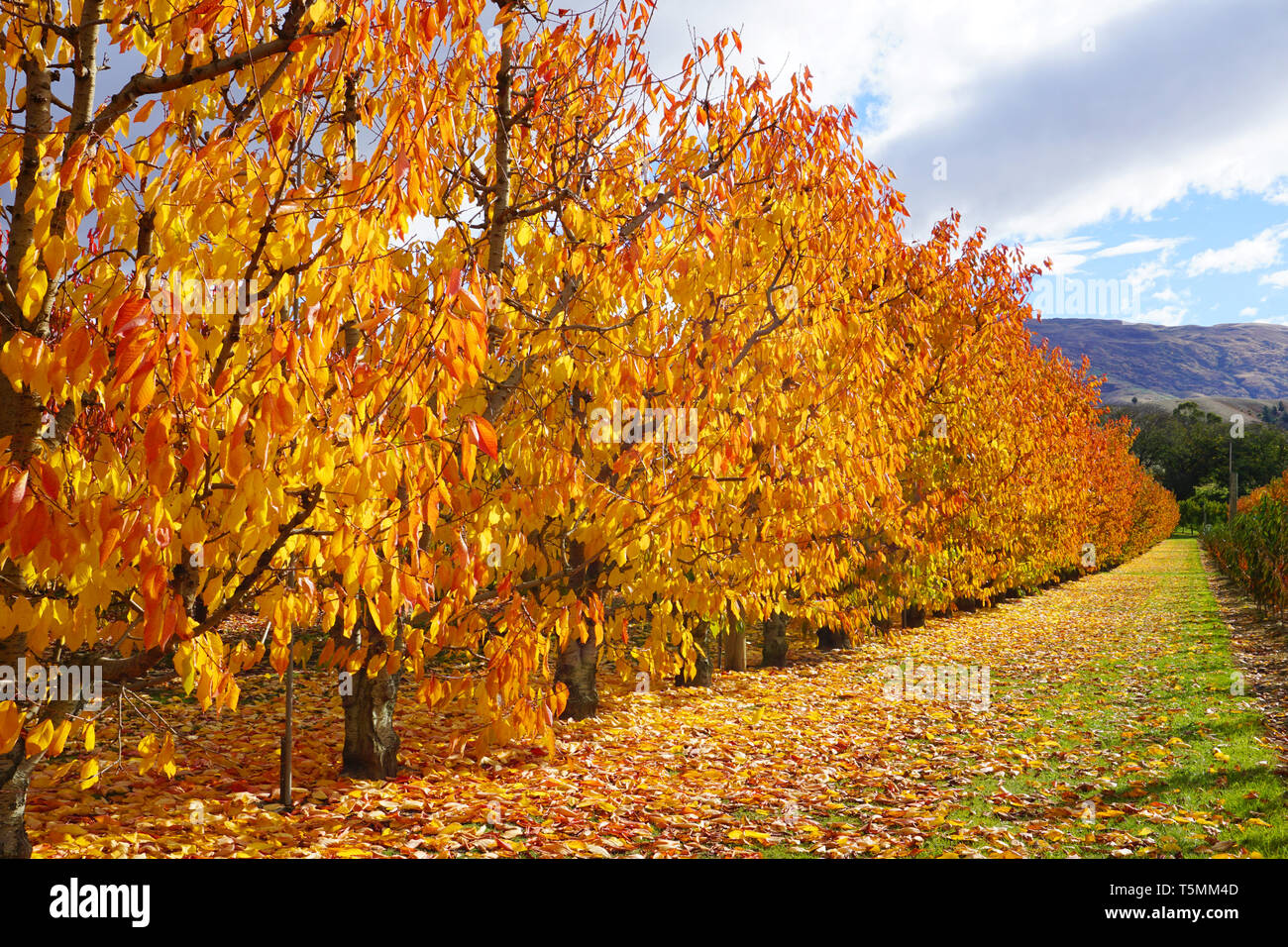 Amazing gorgeous yellow orange apple trees orchard changing color ...