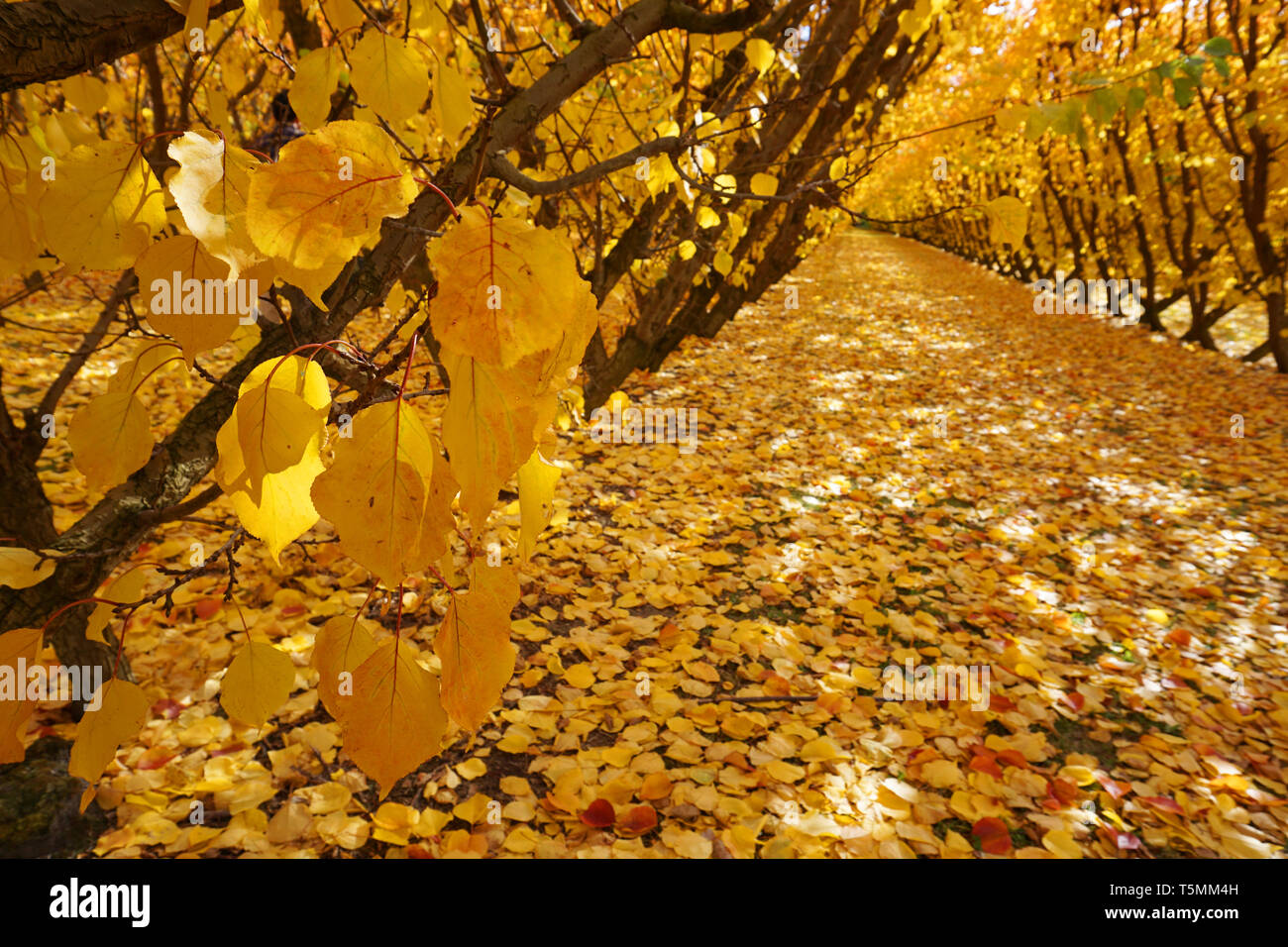 Amazing gorgeous yellow orange apple trees orchard changing color ...
