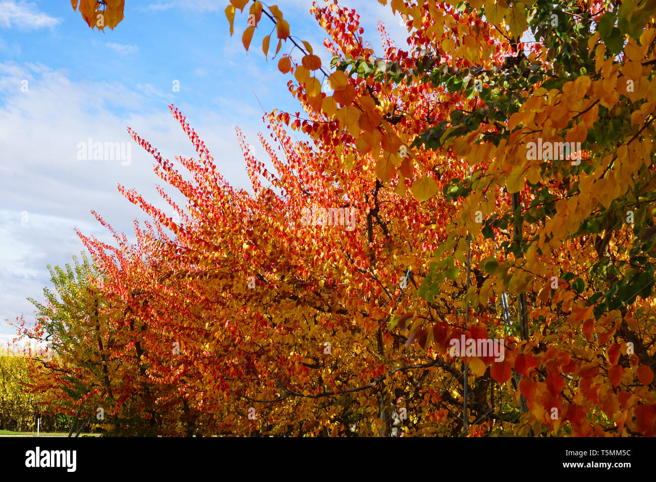 Amazing gorgeous yellow orange apple trees orchard changing color ...