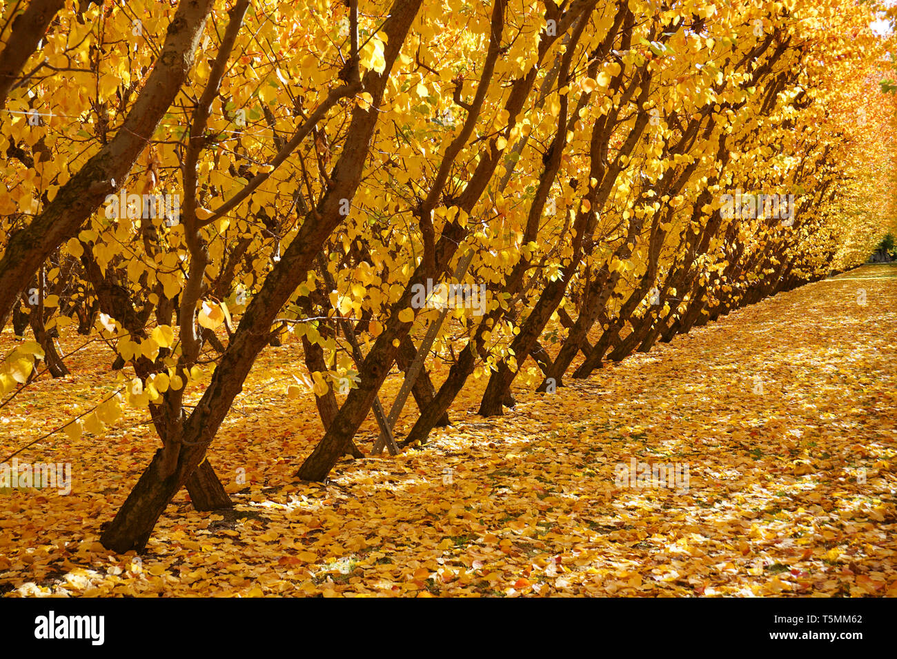 Amazing gorgeous yellow orange apple trees orchard changing color ...