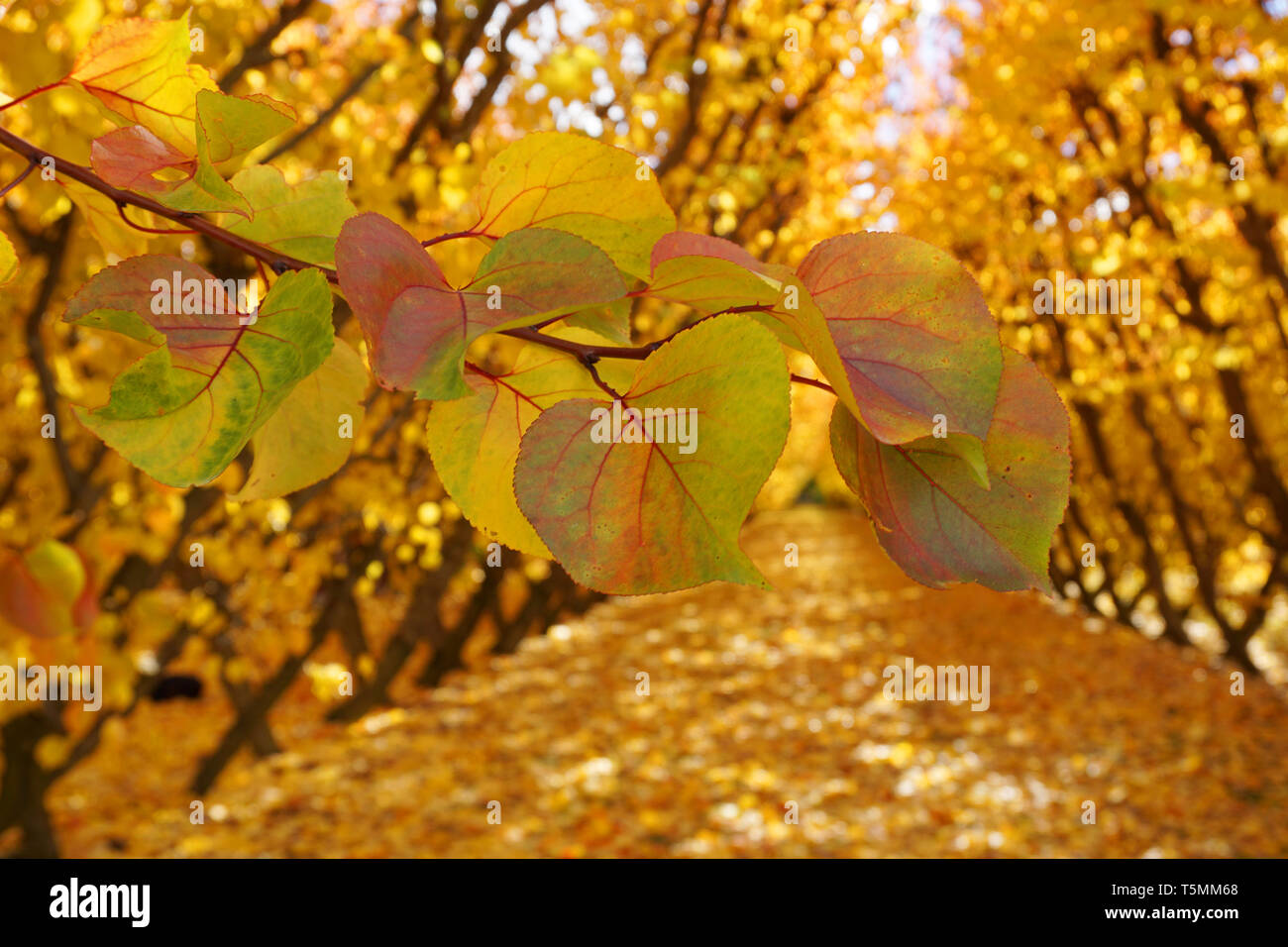 Amazing gorgeous yellow orange apple trees orchard changing color ...