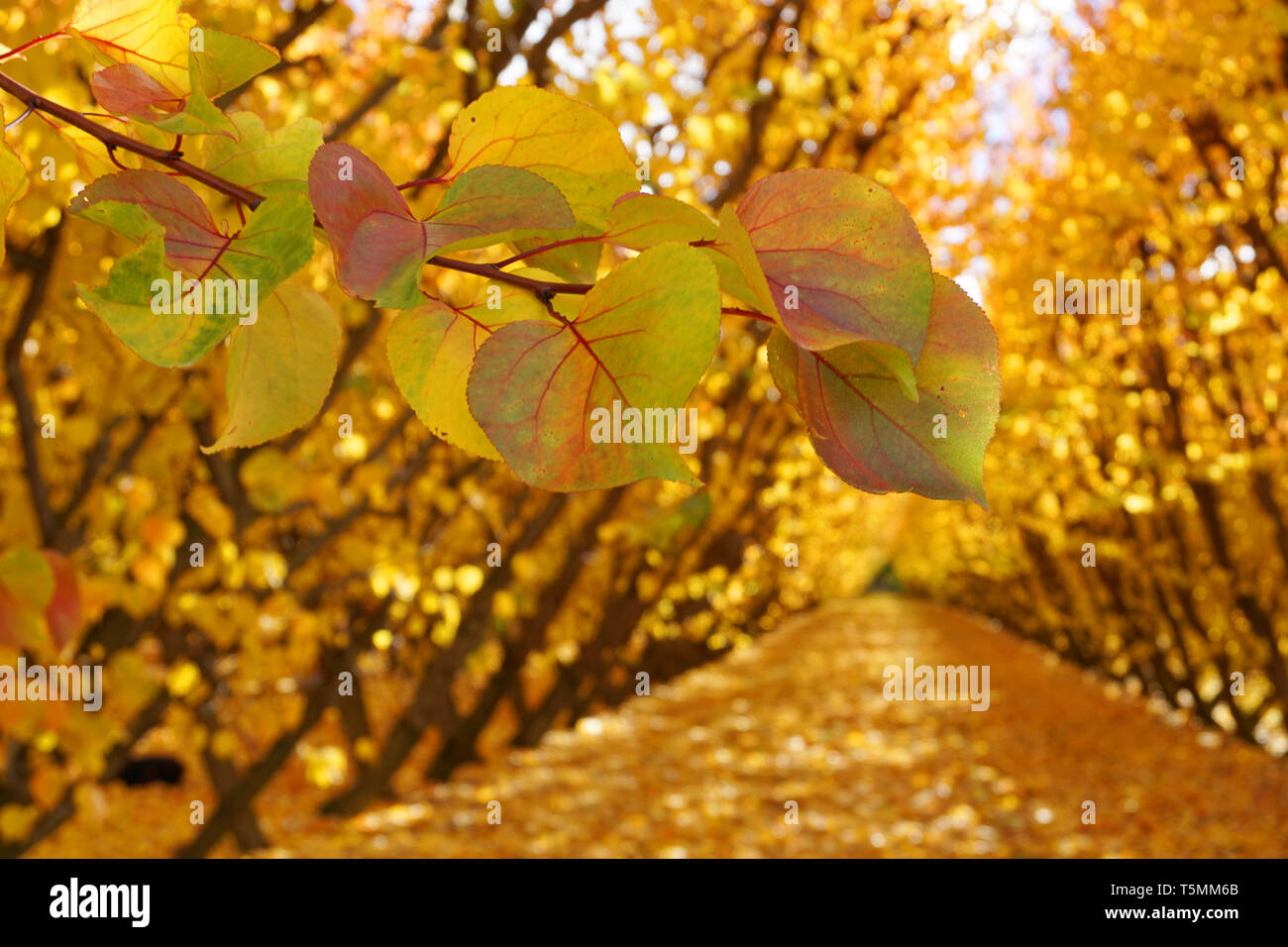 Amazing gorgeous yellow orange apple trees orchard changing color ...