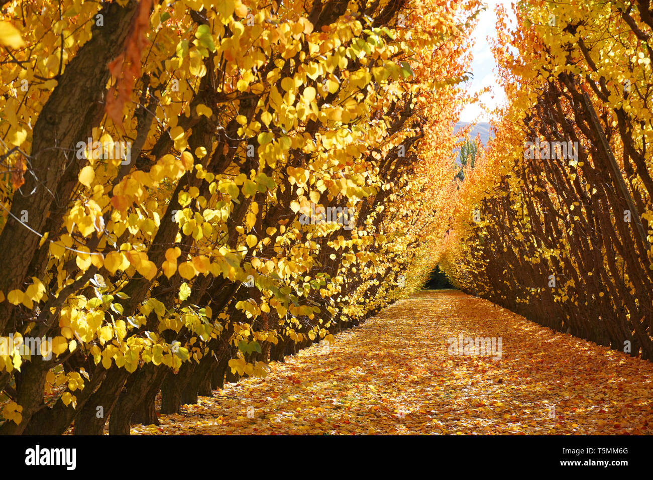 Amazing gorgeous yellow orange apple trees orchard changing color ...