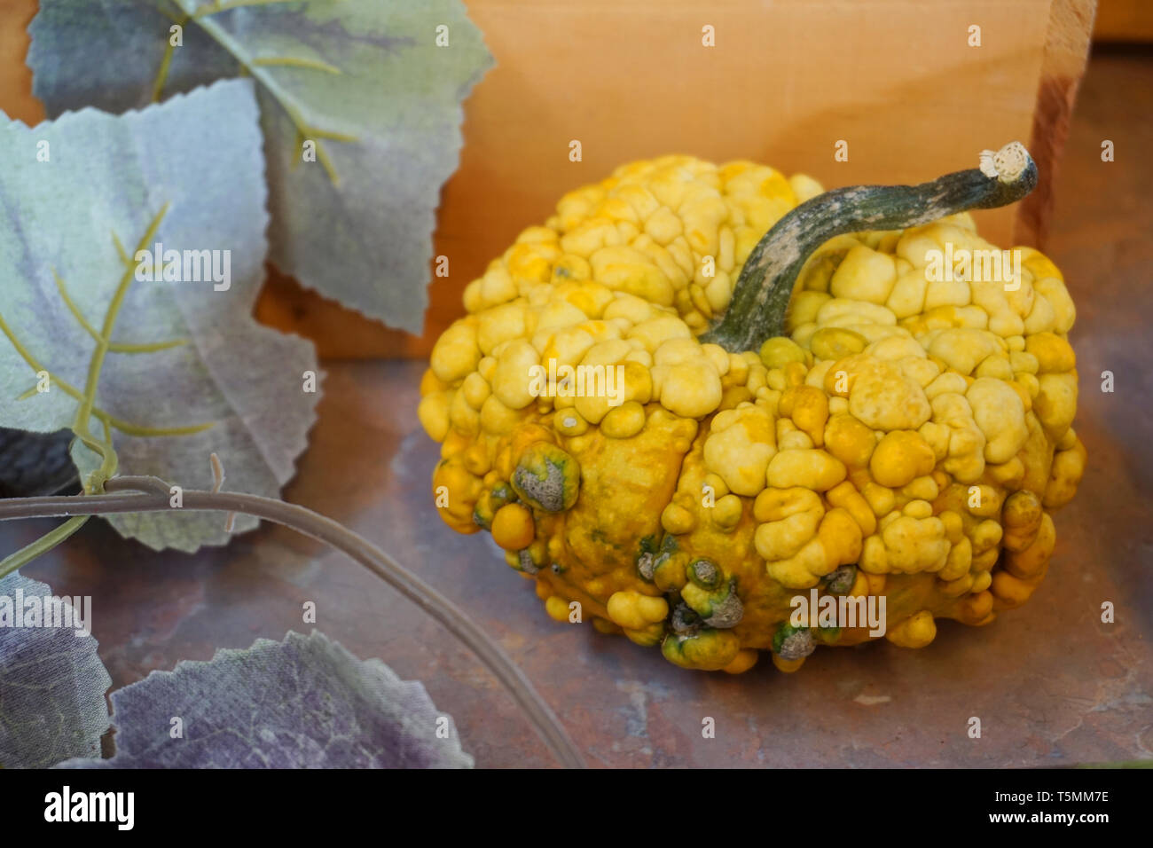Ugly gourd hi-res stock photography and images - Alamy