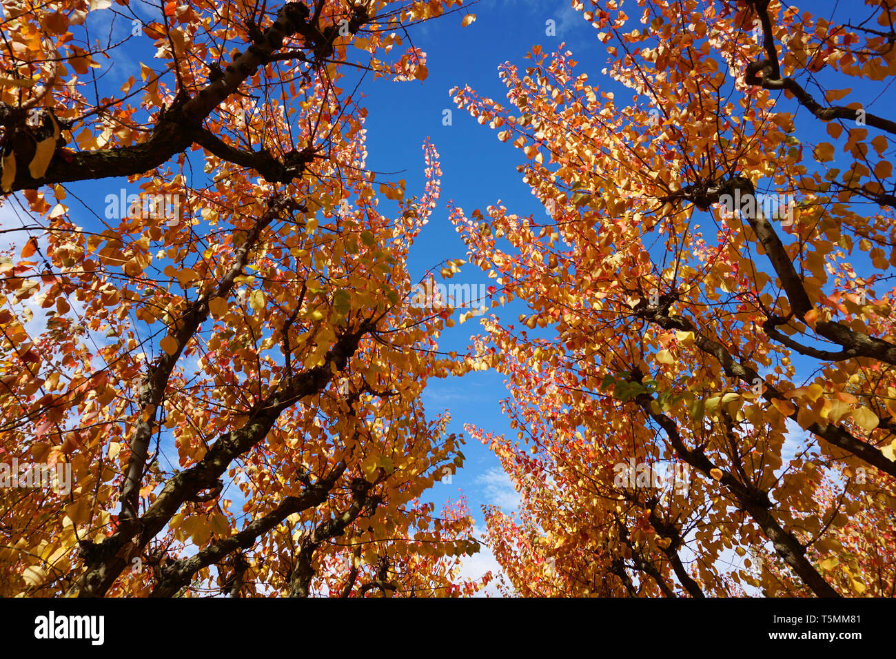 Amazing gorgeous yellow orange apple trees orchard changing color ...