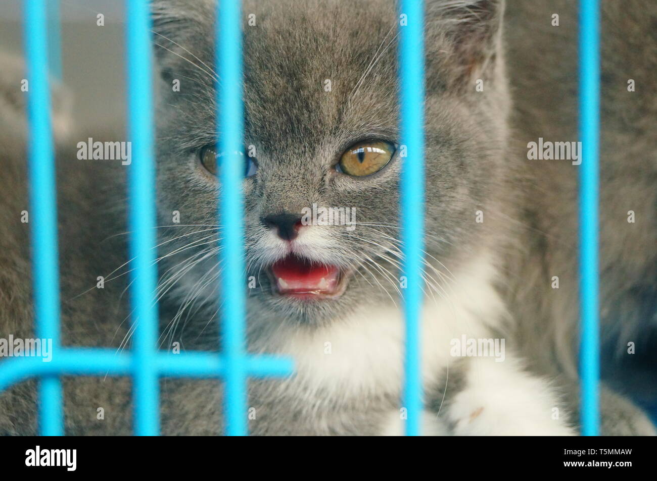 Shenzhen, China: kittens in a pet shop, very cute Stock Photo - Alamy