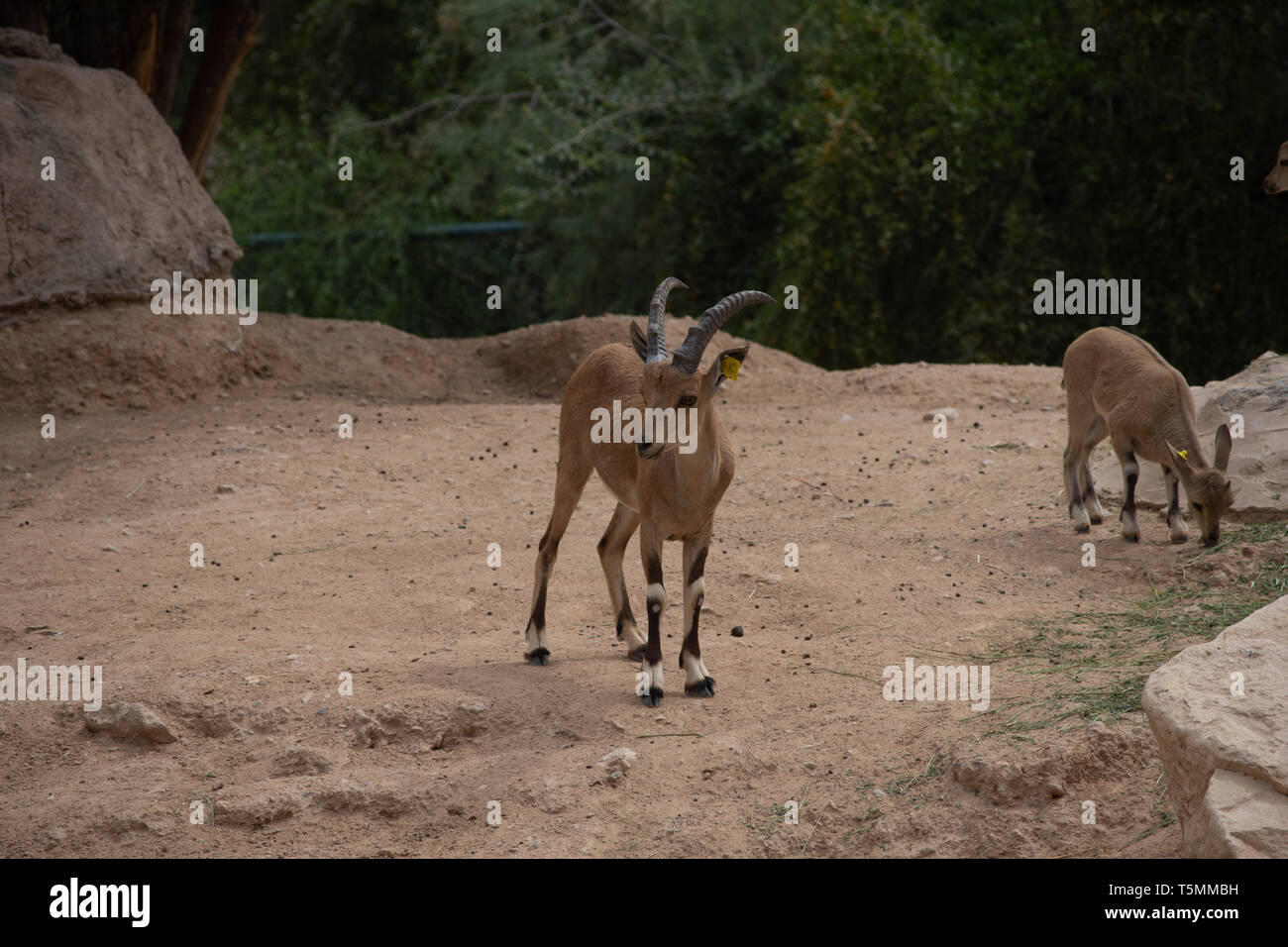 Young Nubian Ibex standing in the desert sand (capra nubiana) in the ...