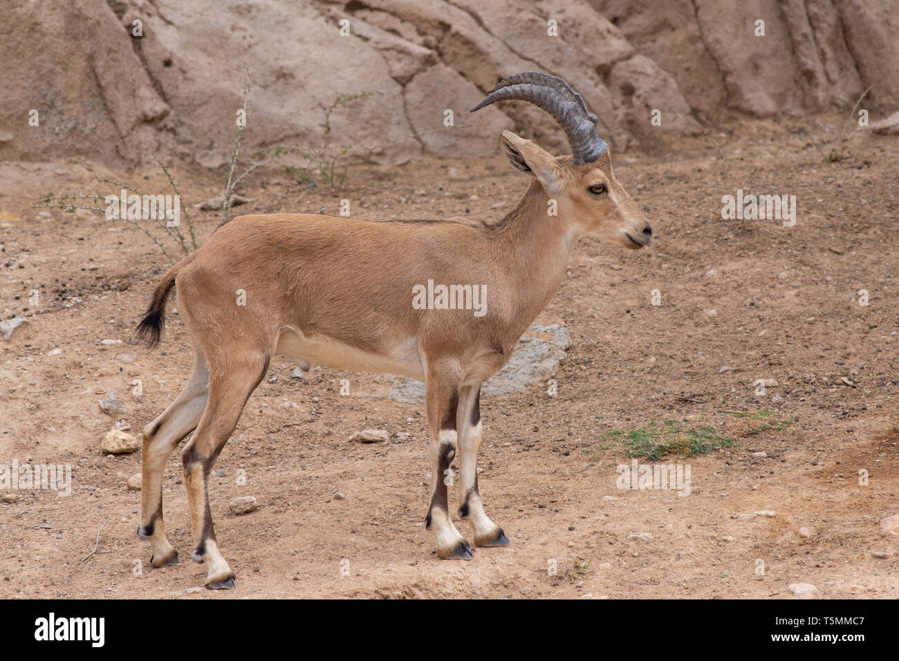Saudi arabian ibex hi-res stock photography and images - Alamy