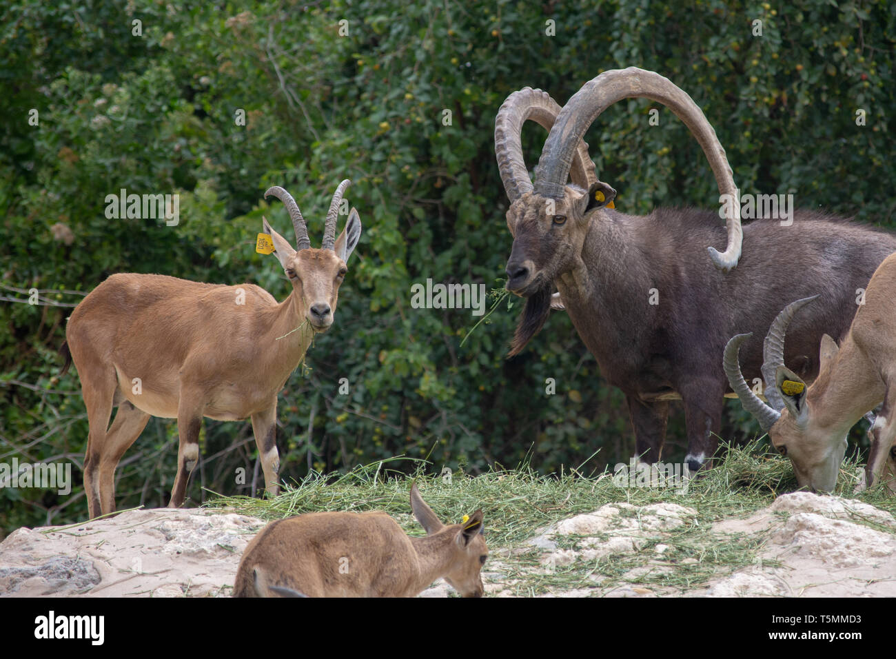 Arabian ibex male rock hi-res stock photography and images - Alamy