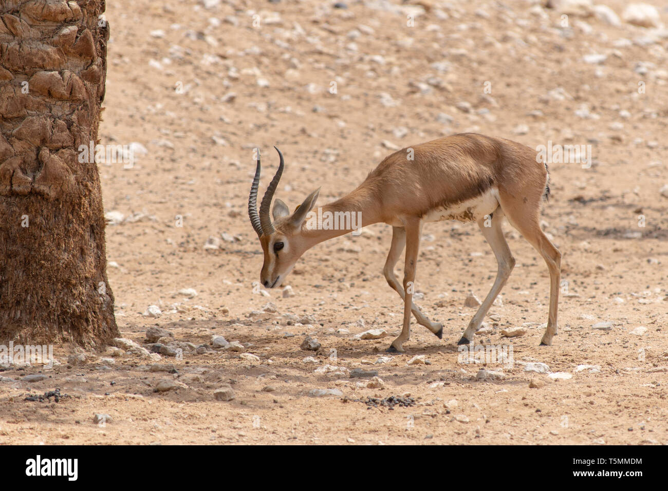 A Springbok antelope or gazelle (Antidorcas marsupialis) walks in the ...