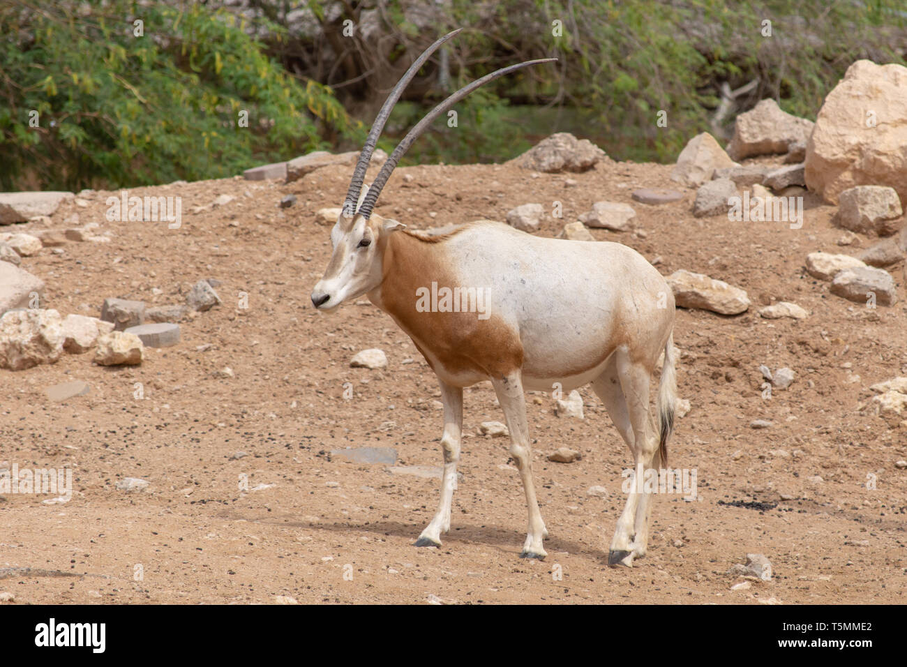 A scimitar oryx or scimitar-horned oryx (Oryx dammah), also known as ...